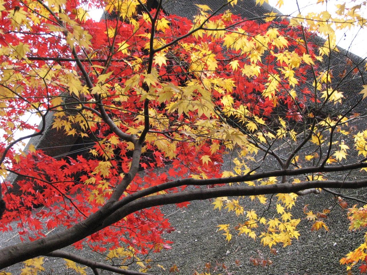 『紅葉に彩られた平林寺を訪問その?』新座・朝霞・和光・志木(埼玉県)の旅行記・ブログ by tsunetaさん【フォートラベル】