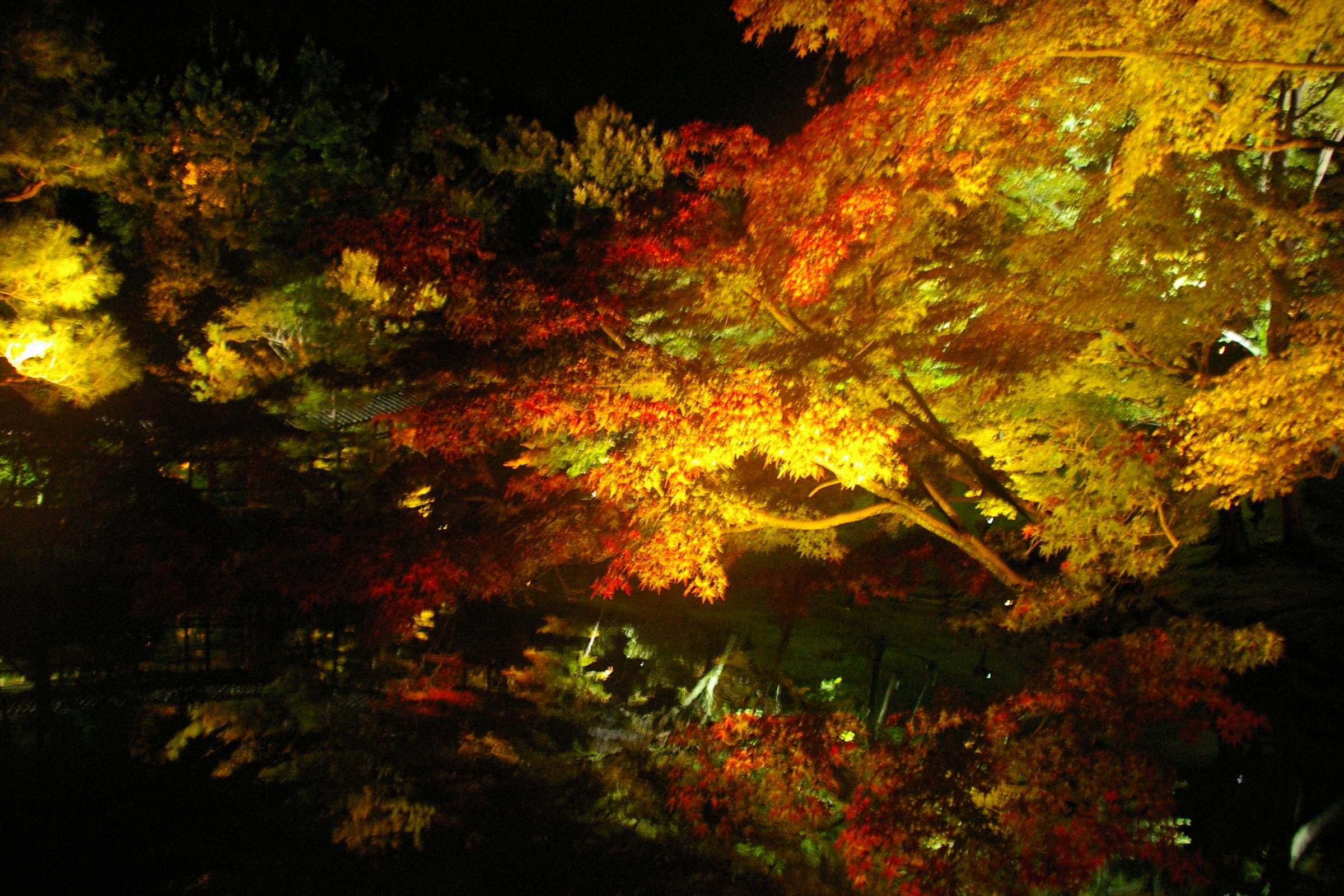 『幻想的な高台寺のライトアップ～臥龍池に映る夜紅葉～』東山・祇園・北白川(京都)の旅行記・ブログ by CANさん【フォートラベル】