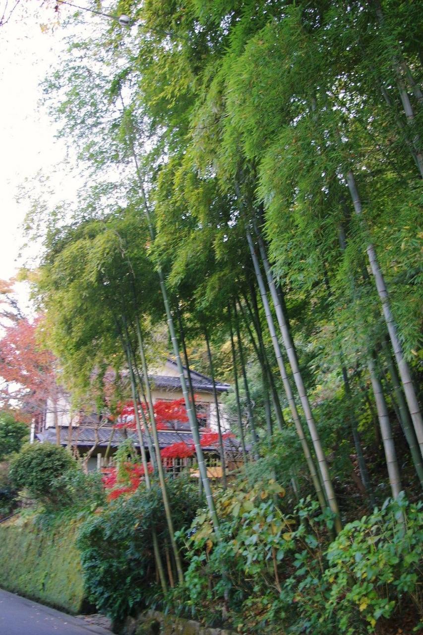 『北鎌倉散策? 円覚寺・明月院編』鎌倉(神奈川県)の旅行記・ブログ by syaku34さん【フォートラベル】