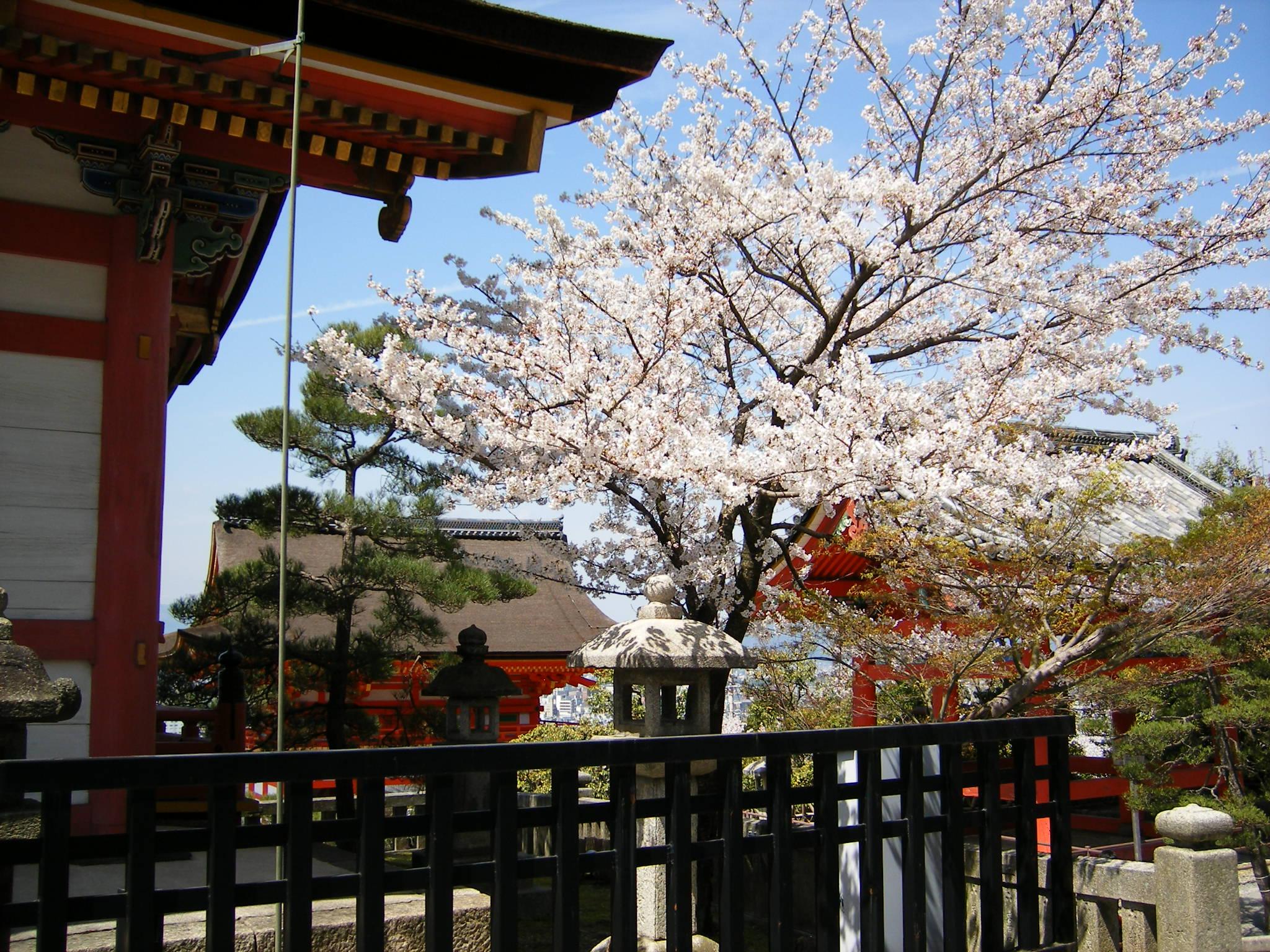 『ぶらり京都の桜見物』京都の旅行記・ブログ by てんてん60さん【フォートラベル】