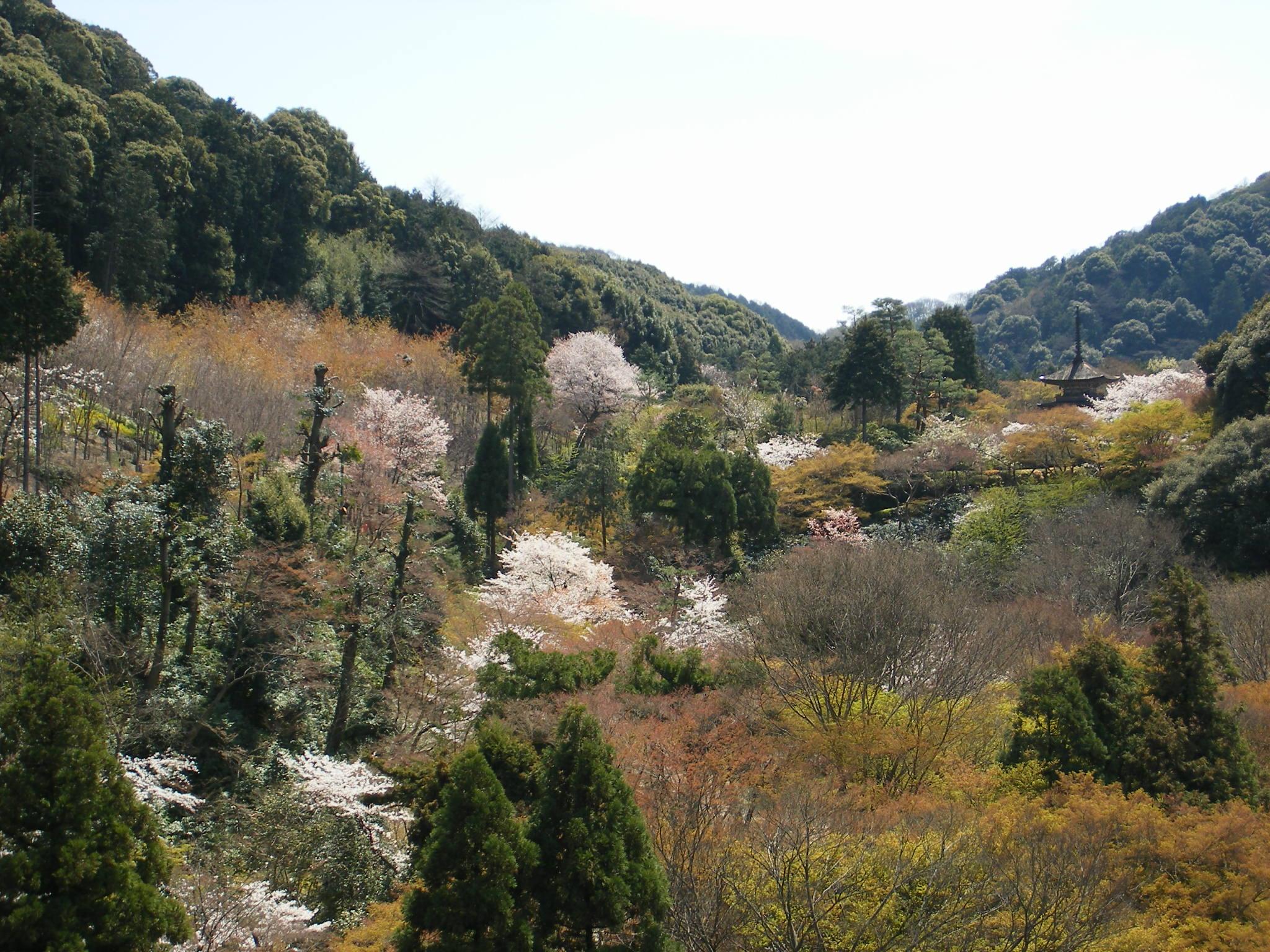 『ぶらり京都の桜見物』京都の旅行記・ブログ by てんてん60さん【フォートラベル】