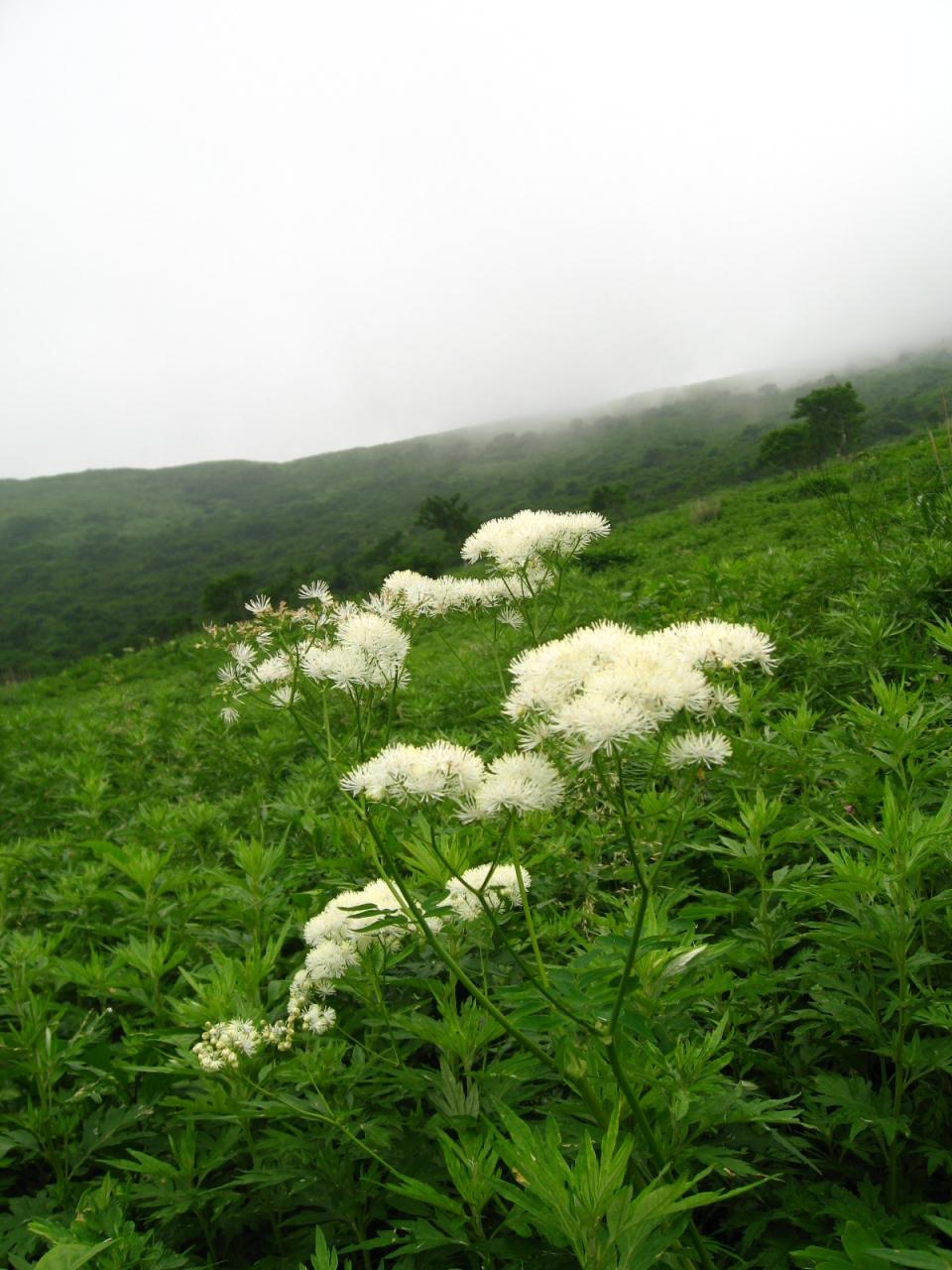 『花咲く伊吹山に登る』米原(滋賀県)の旅行記・ブログ by はんなりさん【フォートラベル】