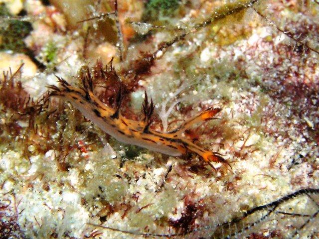 『2回目のマタキン ダイビング ウミウシ編（最終回）』その他の観光地(マレーシア)の旅行記・ブログ by ズーさん【フォートラベル】