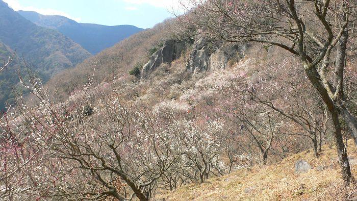 『ふらっと途中下車の旅★湯河原梅林へ』熱海(静岡県)の旅行記・ブログ by 朝希さん【フォートラベル】