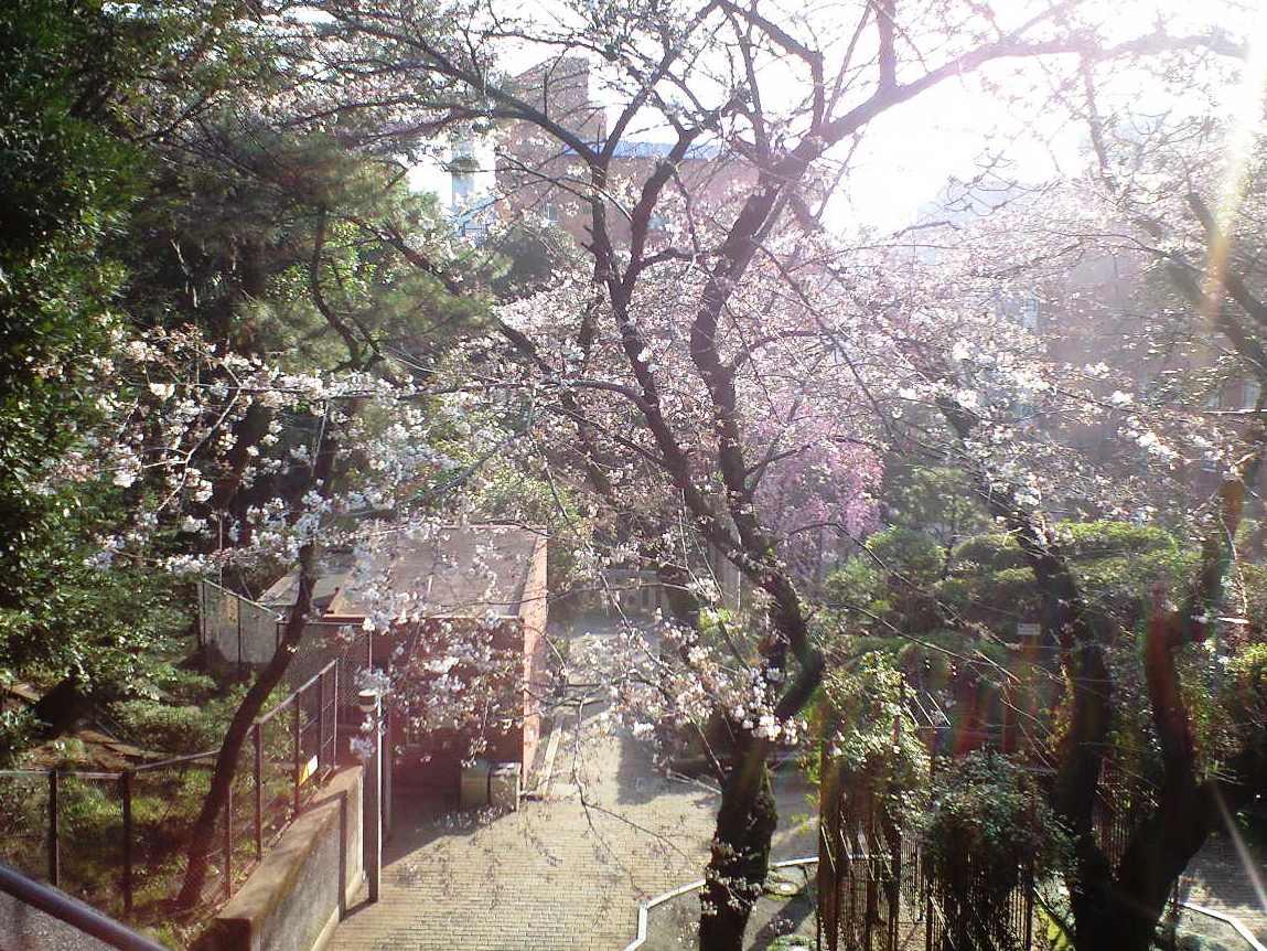 『乃木神社のしだれ桜』赤坂(東京)の旅行記・ブログ by ktoku3さん【フォートラベル】