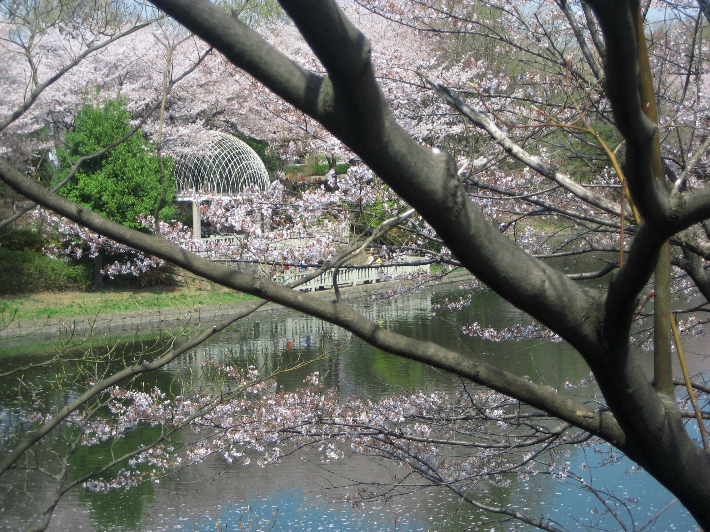 『近場のお花見も悪くない（3）枝垂れ桜と葉桜見物で名残を惜しむ』埼玉県の旅行記・ブログ by まみさん【フォートラベル】