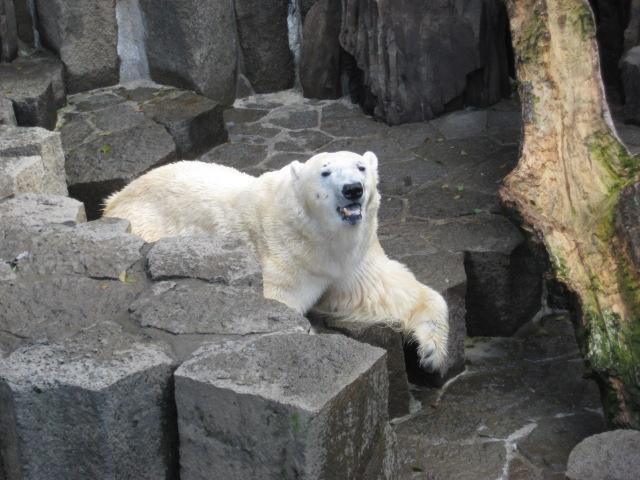 『上野動物園の無料開園日』上野・御徒町(東京)の旅行記・ブログ by namixさん【フォートラベル】