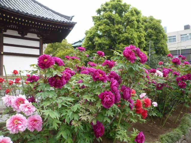 『関東一のボタンのお寺（東京・西新井大師）ーその2−』西新井・舎人・綾瀬(東京)の旅行記・ブログ by にゃんこ姫さん【フォートラベル】
