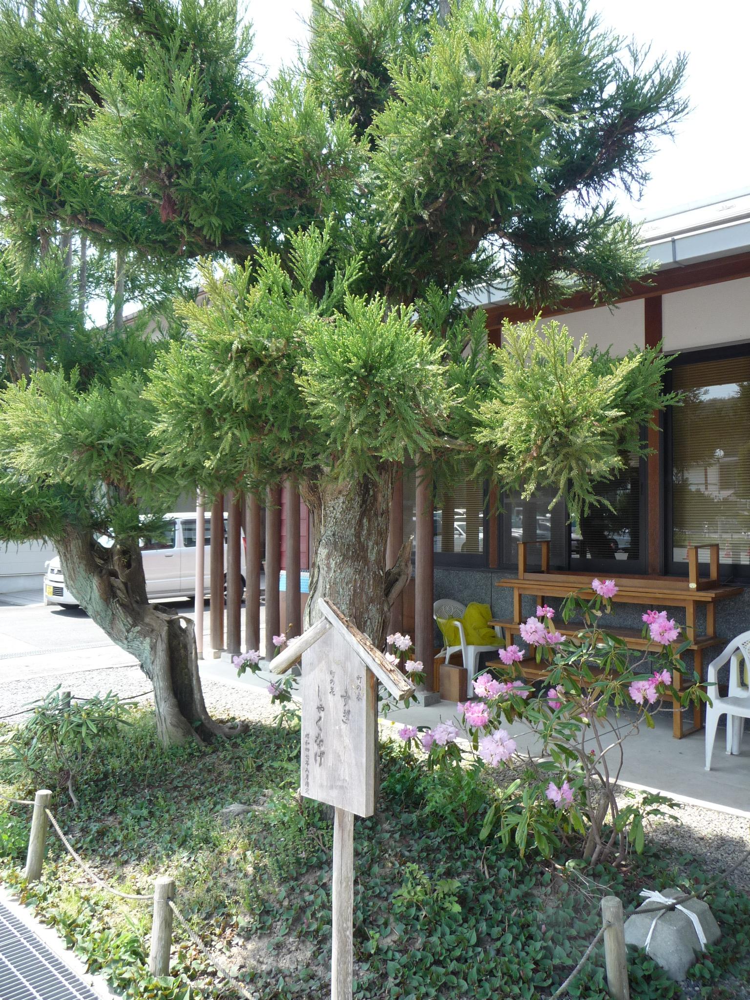 『2009年最後の桜だより 『常照皇寺』の突然変異の桜 “一重”と“八重”の花が同じ木に咲く！（京都市右京区京北）』南丹(京都)の旅行記 ...