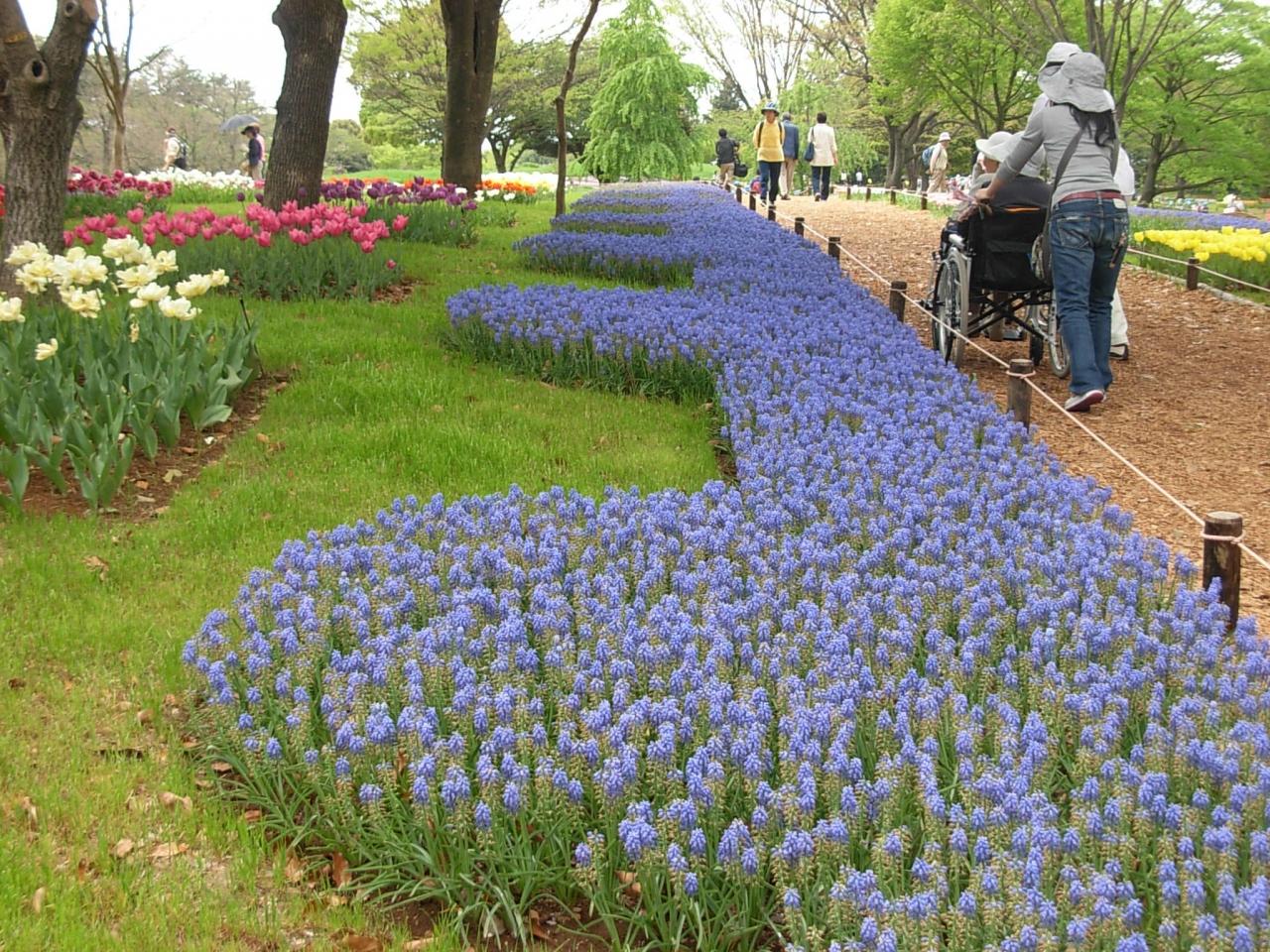 『チューリップ 咲く！ 「国営 昭和記念 公園」 を 熟年 夫婦！で サイクリング。』立川(東京)の旅行記・ブログ by 白い華さん【フォートラベル】