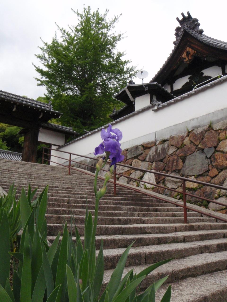 竹原＆大崎下島紀行 竹原編?』竹原(広島県)の旅行記・ブログ by ゆういちろうさん【フォートラベル】