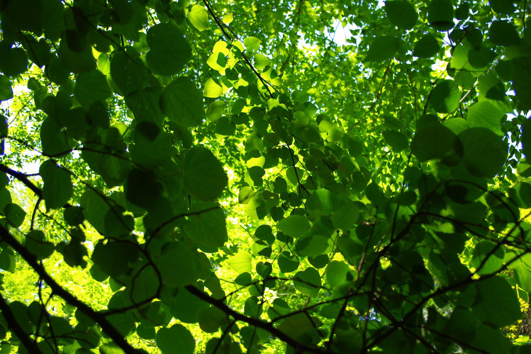 『馬籠宿・妻籠宿2010初夏③』木曽・塩尻(長野県)の旅行記・ブログ by mairyu☆さん【フォートラベル】