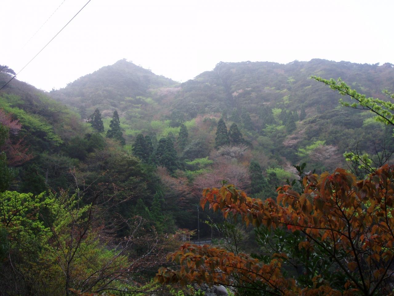 『屋久島2010旅行記 【1】縄文杉1（荒川登山口～夫婦杉）』屋久島(鹿児島県)の旅行記・ブログ by アイガーさん【フォートラベル】