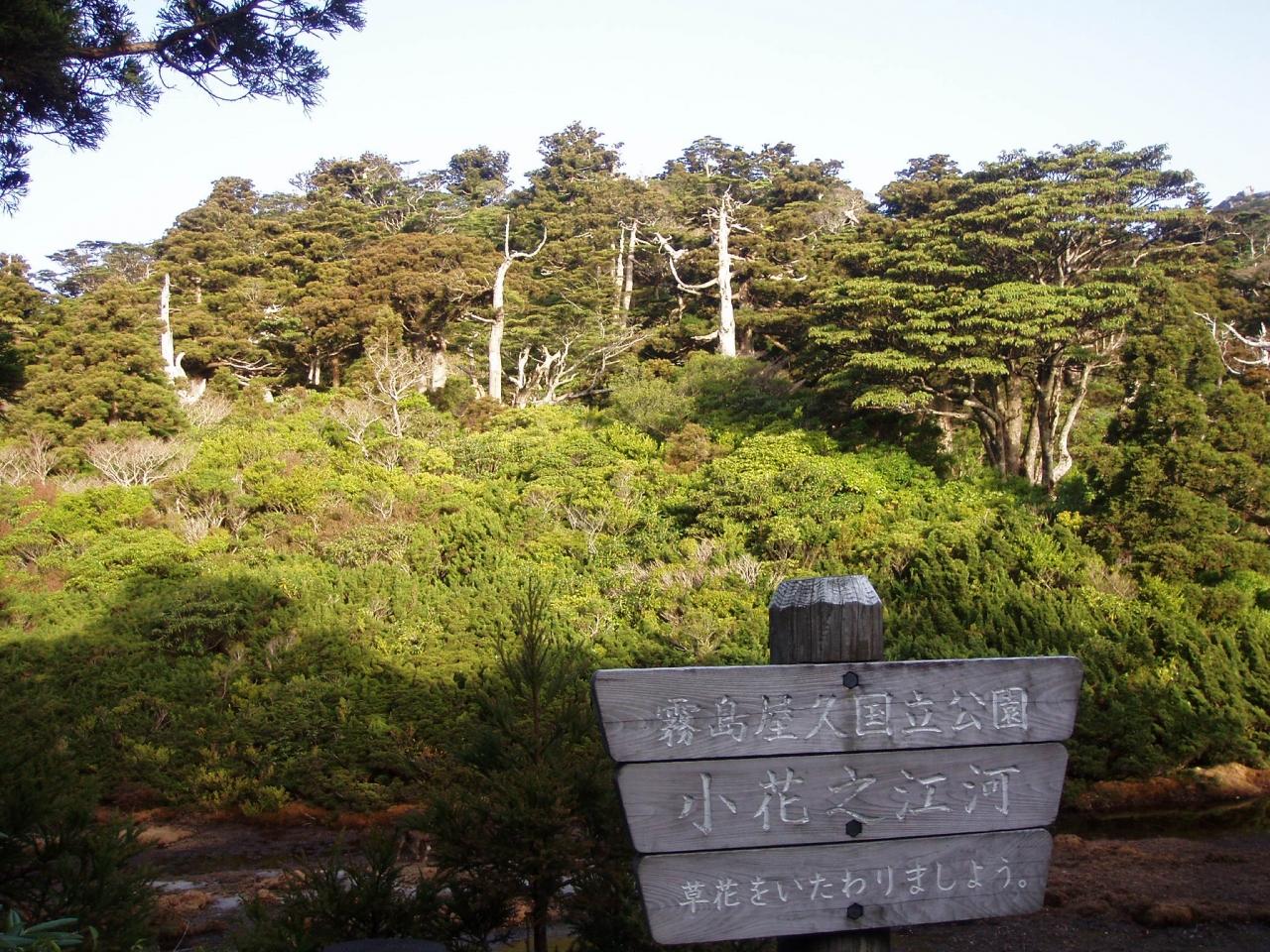 『屋久島2010旅行記 【3】宮之浦岳登山1（淀川登山口～栗生岳）』屋久島(鹿児島県)の旅行記・ブログ by アイガーさん【フォートラベル】