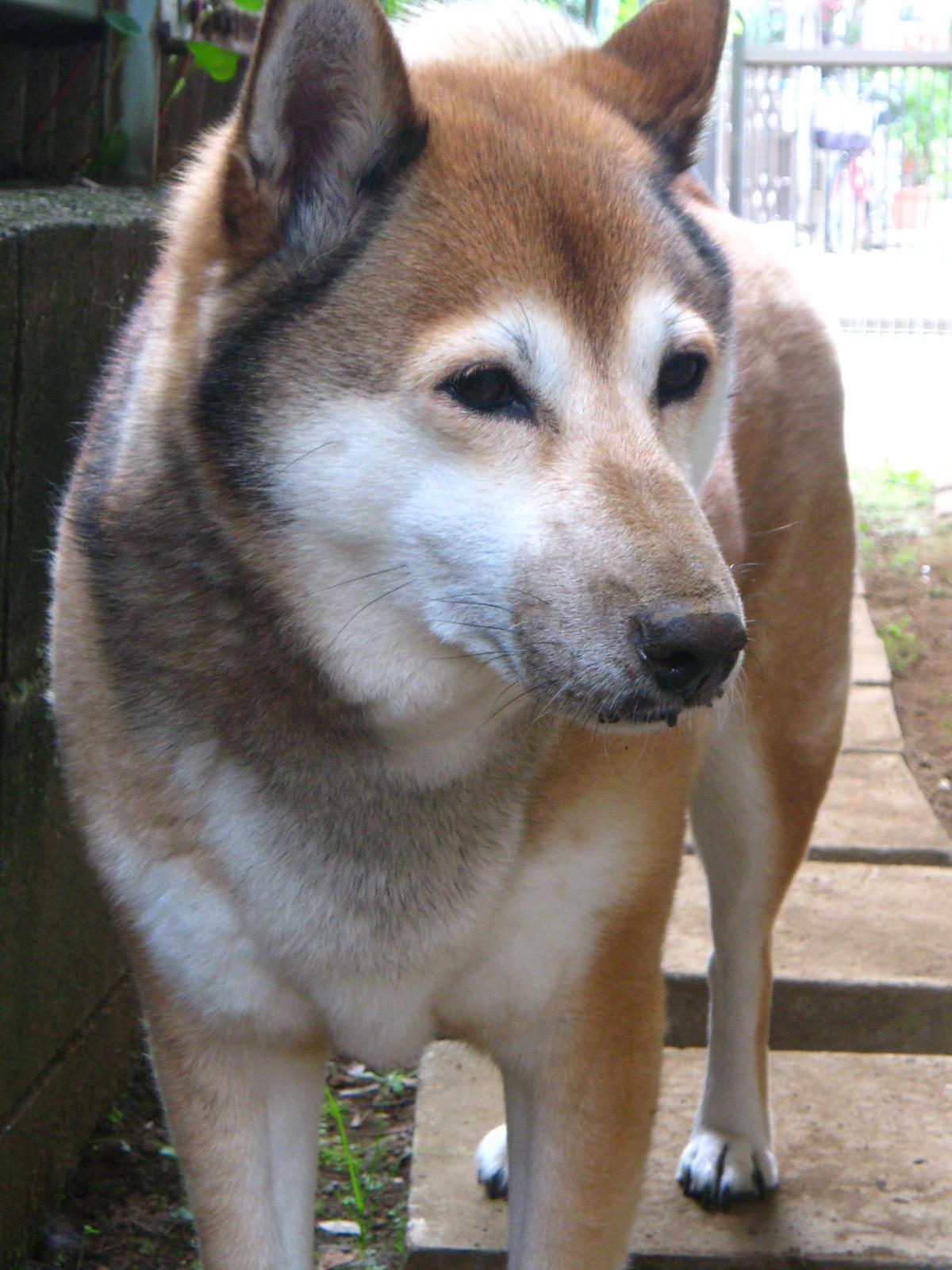 『鈍行に乗り疲れた高崎＆前橋出張 (--；)』群馬県の旅行記・ブログ by たらお♪さん【フォートラベル】