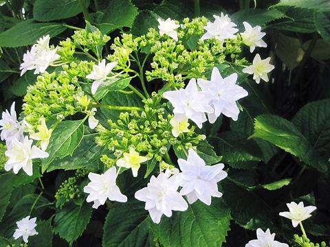 『潮来あやめ祭り』潮来(茨城県)の旅行記・ブログ by miharuさん【フォートラベル】