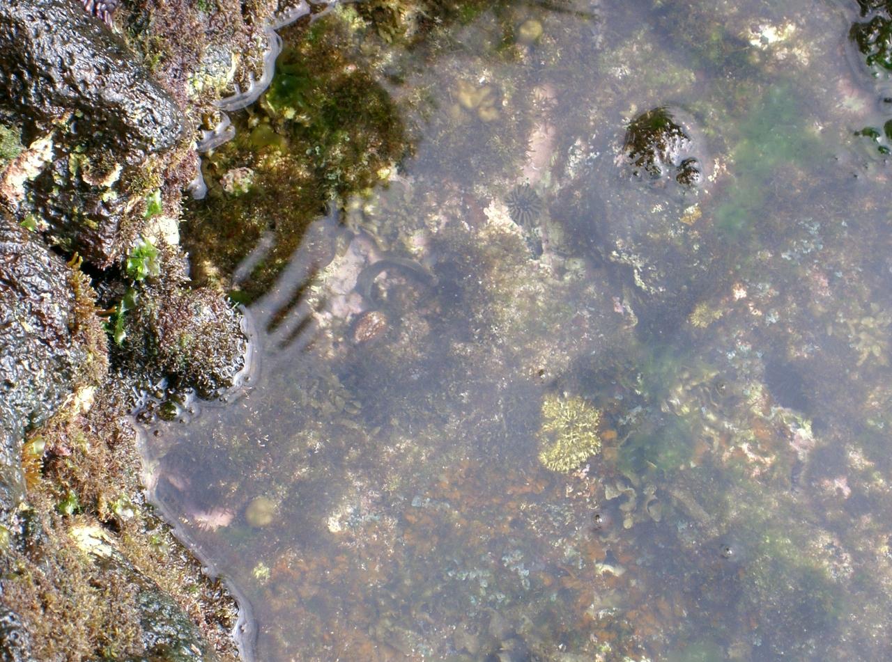 『カイルア・コナ と アラモアナ 1日目』ハワイ島(ハワイ)の旅行記・ブログ by haruboさん【フォートラベル】