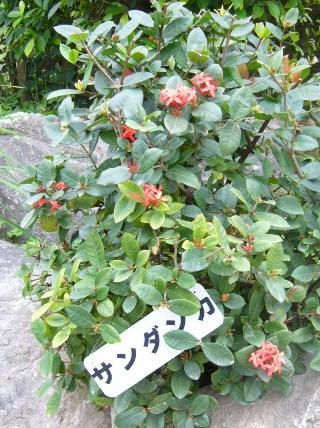 『石垣島1（鍾乳洞 ）』石垣島(沖縄県)の旅行記・ブログ by キヌちちさん【フォートラベル】