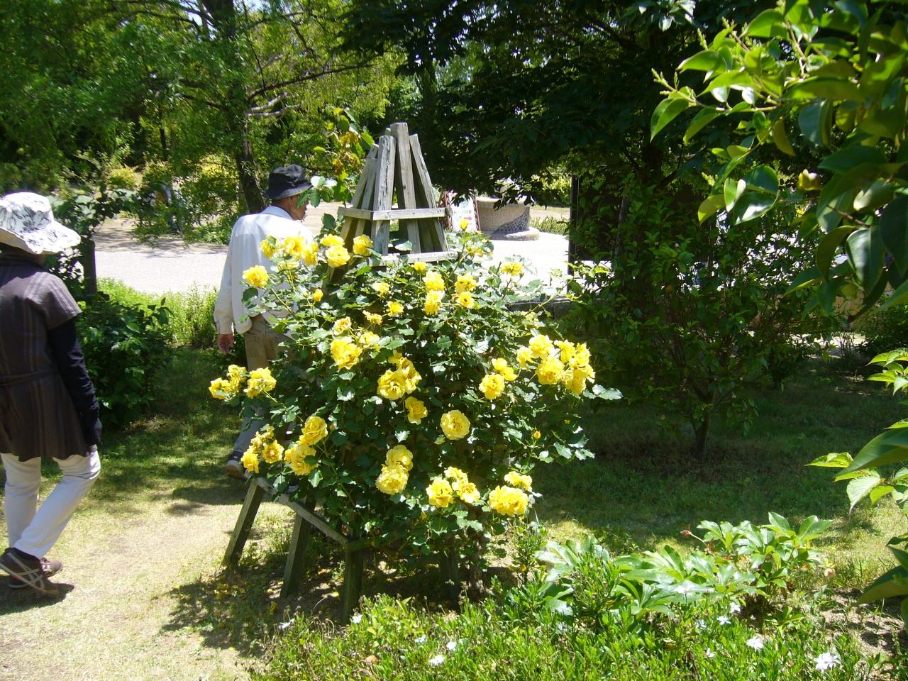 『2010年5月 花みどりフェア（編集途中）』淡路島(兵庫県)の旅行記・ブログ by ゆぅ☆さん【フォートラベル】