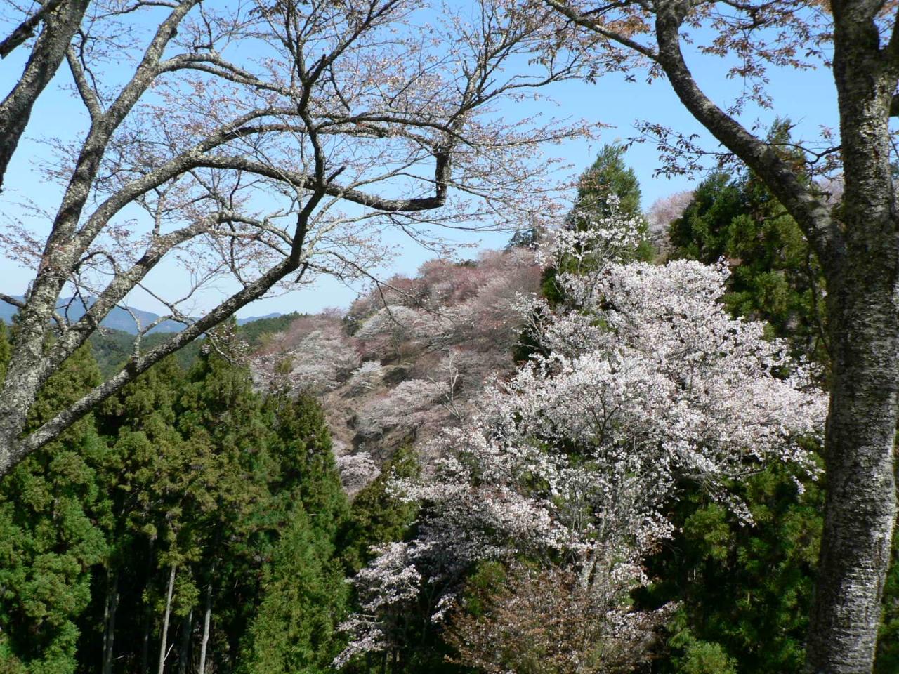 『日本の旅 関西を歩く 奈良県吉野山の五郎平茶屋周辺の上千本、中千本』吉野(奈良県)の旅行記・ブログ by さすらいおじさんさん【フォートラベル】