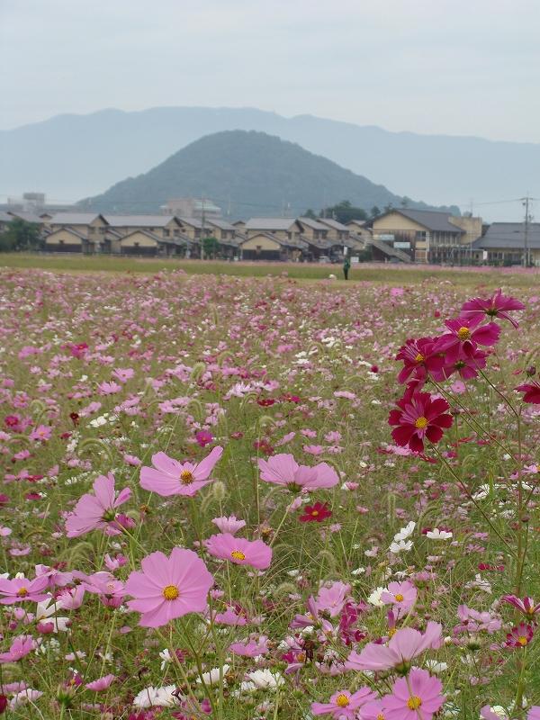 『大和三山とコスモス！藤原京跡』橿原(奈良県)の旅行記・ブログ by canadianさん【フォートラベル】