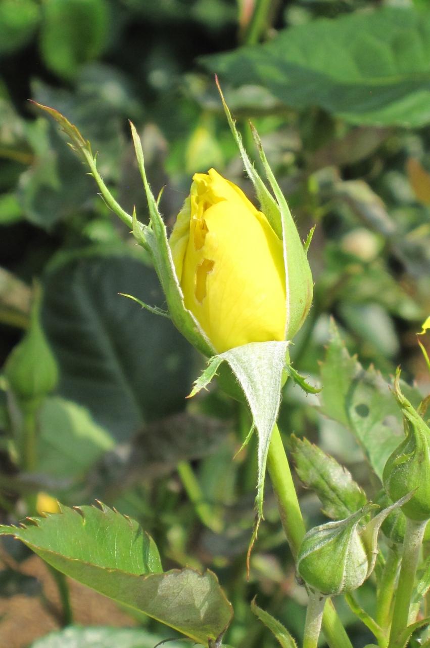 『2011梅雨、庄内緑地公園の薔薇(1)フリージア、琴音、緑光、マリーナ、レディ・ローズ』鶴舞・堀田(愛知県)の旅行記・ブログ by 旅人の ...