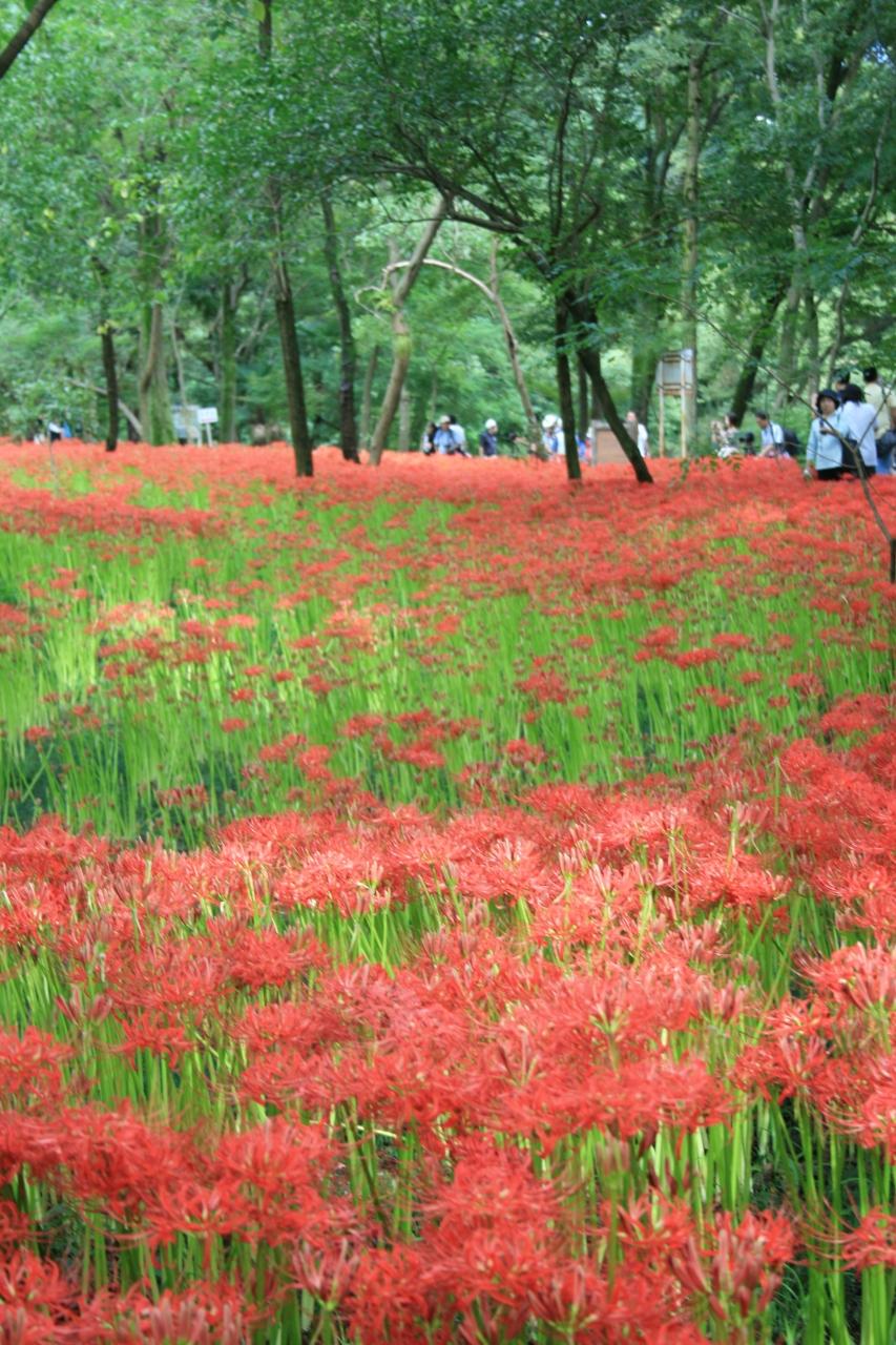 『巾着田★2008 木に生えた曼珠沙華はまだ健在？』日高・鶴ヶ島・坂戸(埼玉県)の旅行記・ブログ by ムヒカさん【フォートラベル】