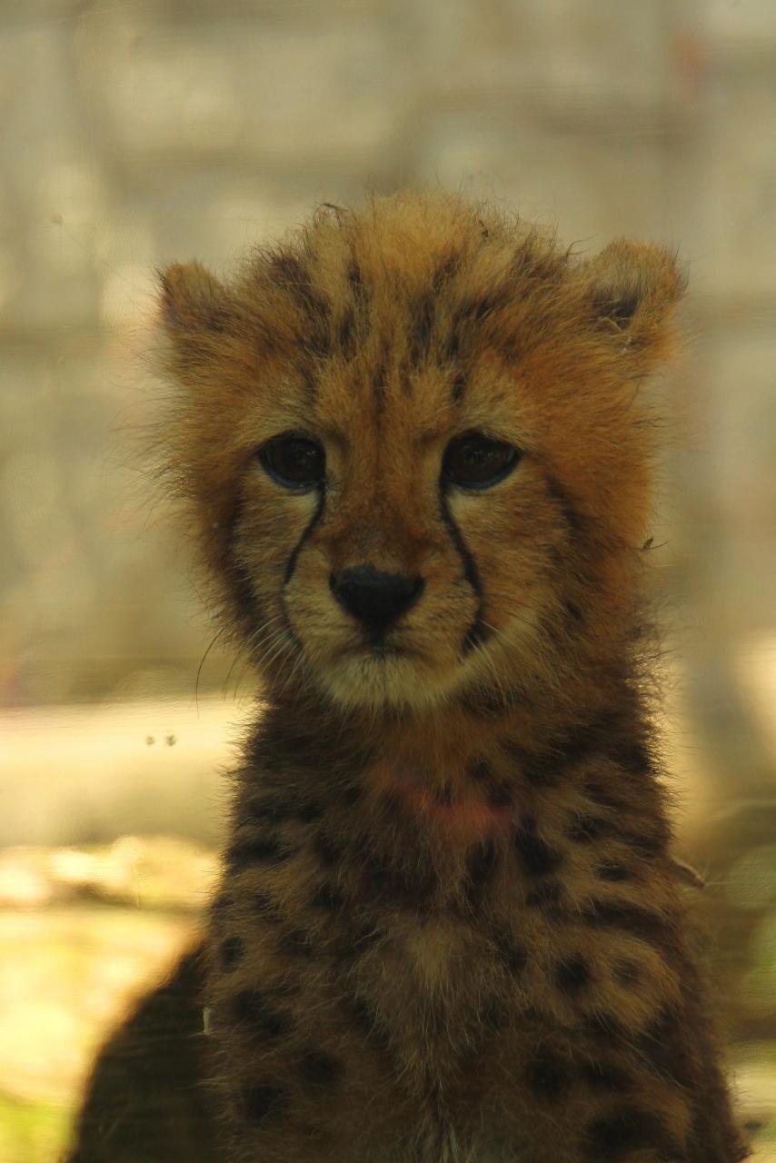 『多摩動物公園でキングチーターとユキヒョウの赤ちゃんを見る。』日野・昭島(東京)の旅行記・ブログ by kemurさん【フォートラベル】