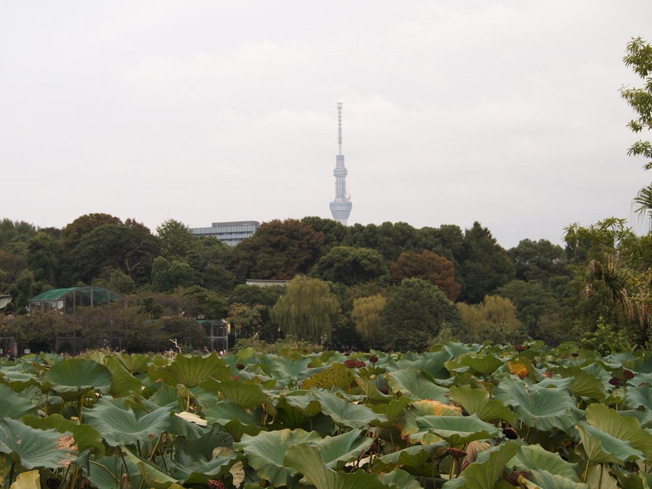 『上野動物園でツチブタを見るつもりがパンダ見学に』上野・御徒町(東京)の旅行記・ブログ by pundamiliaさん【フォートラベル】