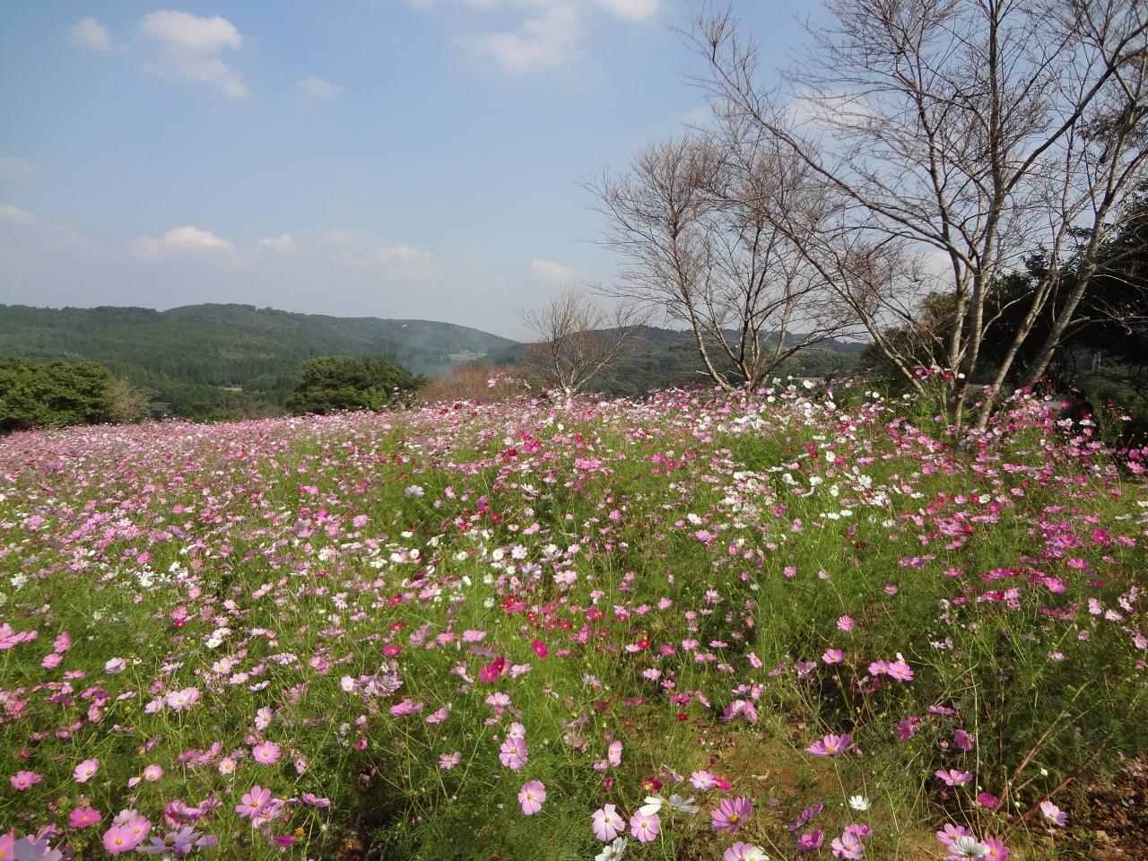 『阿久根人吉②上場コスモス』出水・伊佐(鹿児島県)の旅行記・ブログ by Fstyleさん【フォートラベル】