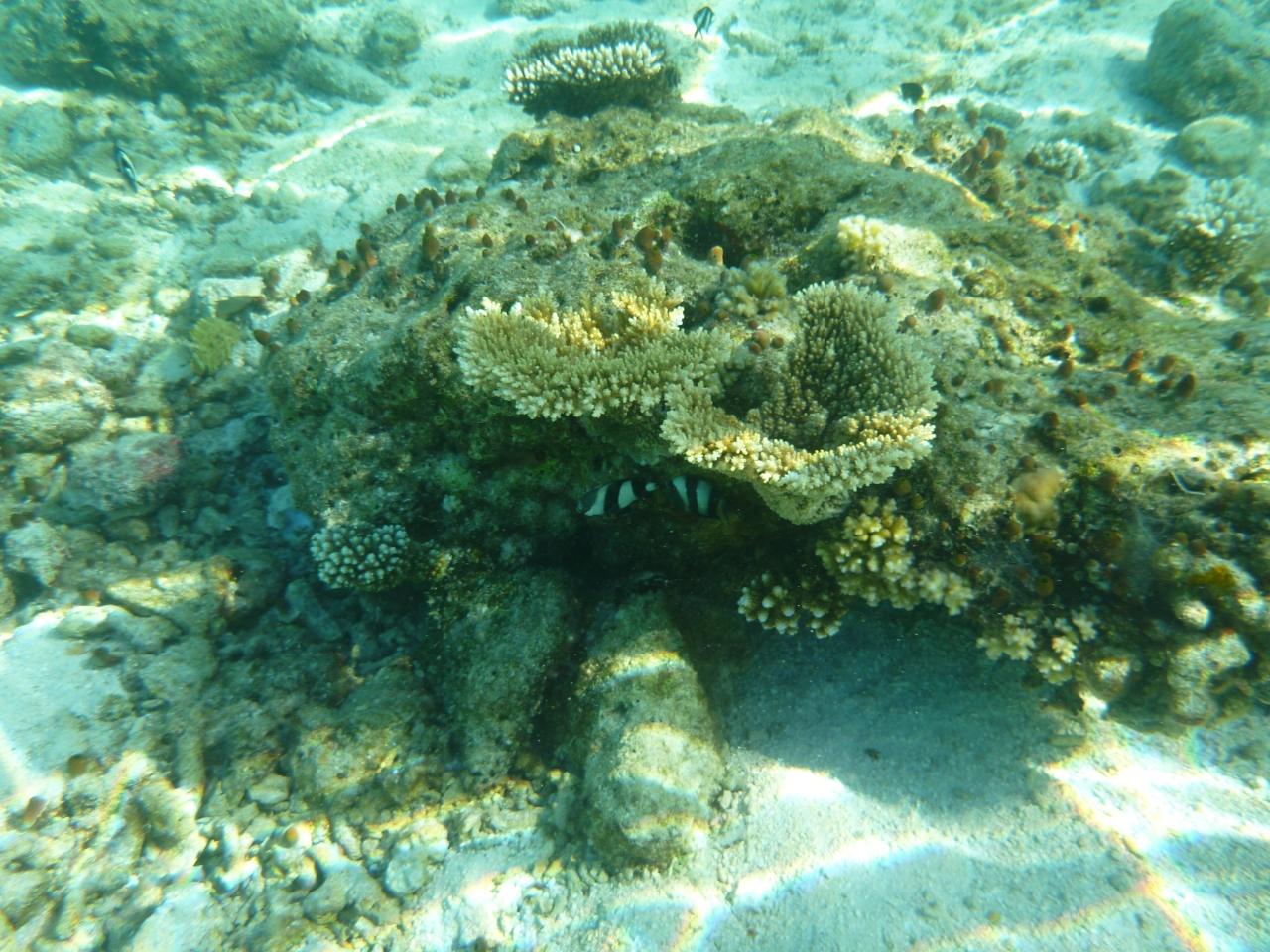 羽田から海外へ】ハネムーン特典満載★ ロマンティックなココパームボドゥヒティ （水上ヴィラ） 朝食付 4泊7日間』北マーレ環礁(モルディブ)の ...