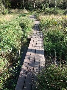 『武田川のアフターコスモスフェスティバル 』木更津(千葉県)の旅行記・ブログ by にこははさん【フォートラベル】