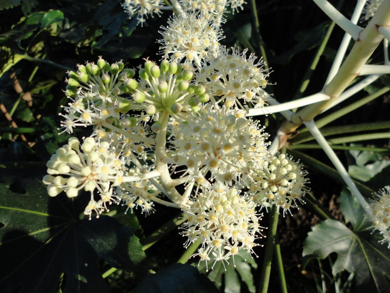 『初冬の新宿散策は、都庁から新宿御苑。そして、新宿サザンテラスの夜景・・』新宿(東京)の旅行記・ブログ by かずちゃんママさん【フォートラベル】
