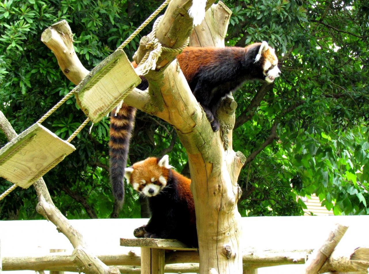 『初夏のレッサーパンダ紀行【9】 夢見ヶ崎動物公園＆千葉市動物公園 アンちゃん、おめでとう！！ 千葉はもう少し先のようです』千葉市(千葉県)の ...