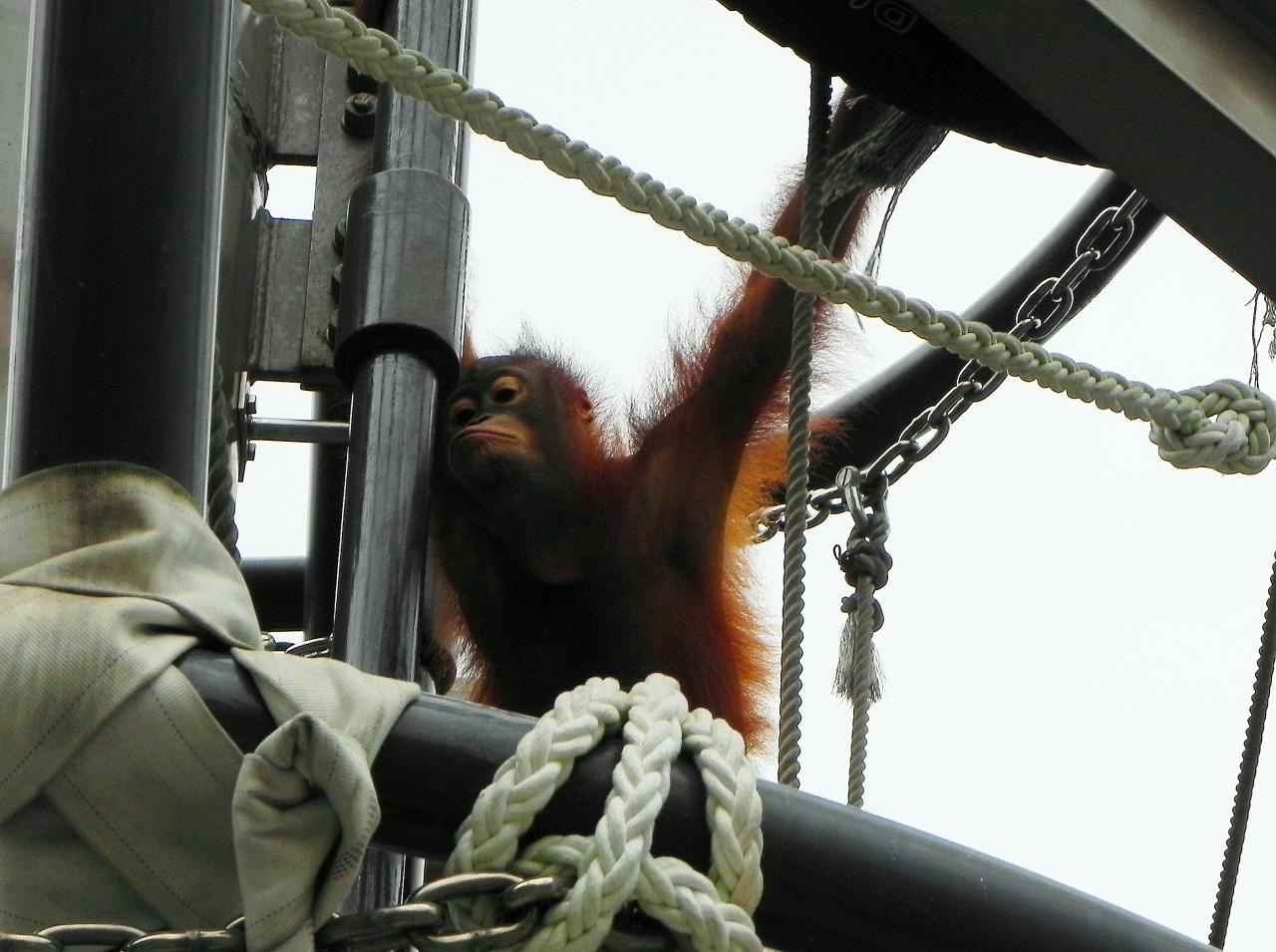 『夏の北海道縦断の旅～旭川・旭山動物園～』旭川(北海道)の旅行記・ブログ by つばささん【フォートラベル】