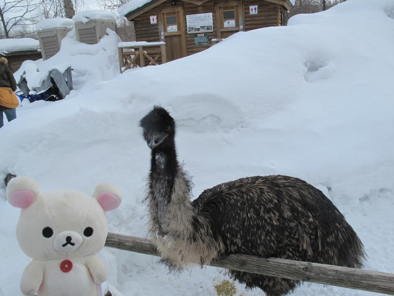 『北海道冬のイベント周りしてくるクマ～ 冬ならではの動物園にGO～』北海道の旅行記・ブログ by 白き風さん【フォートラベル】
