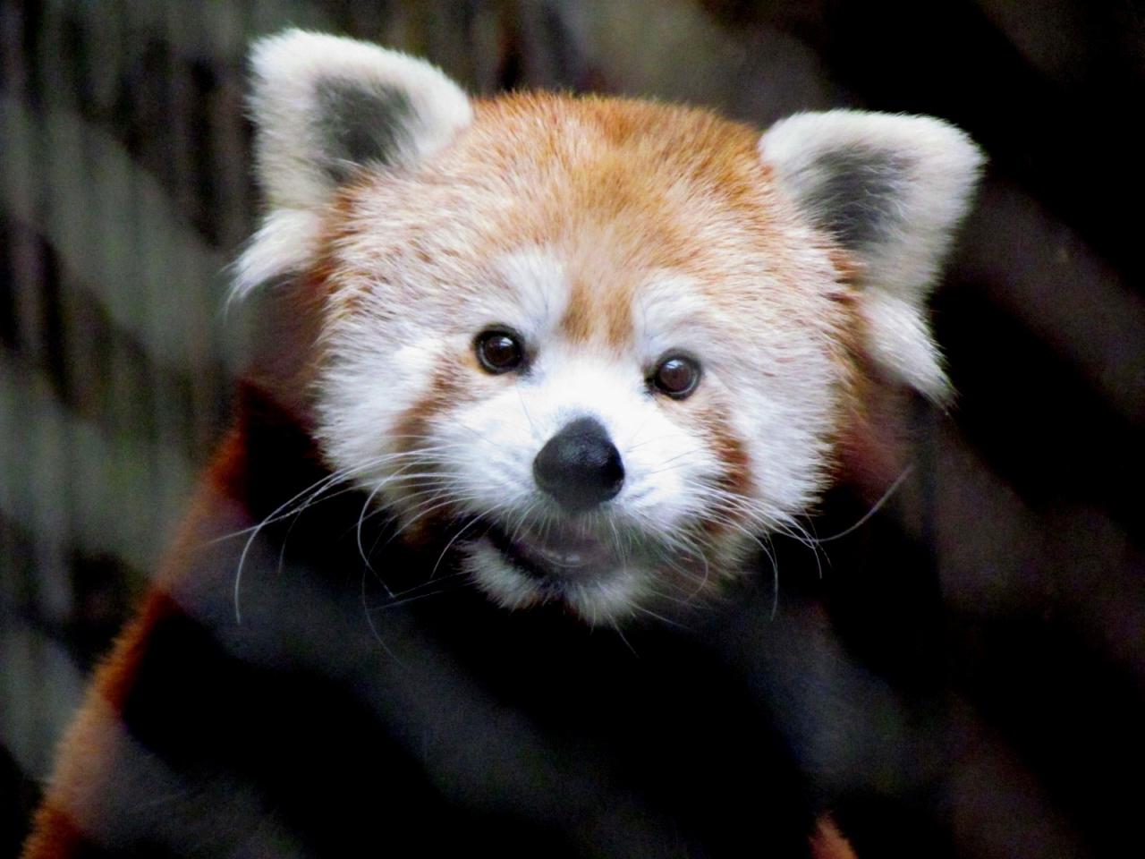 『北米Red Panda紀行 Franklin Park Zoo 危険地区？？の動物園は開園100周年！！ ニシレッサーパンダとキョンが同居 ...