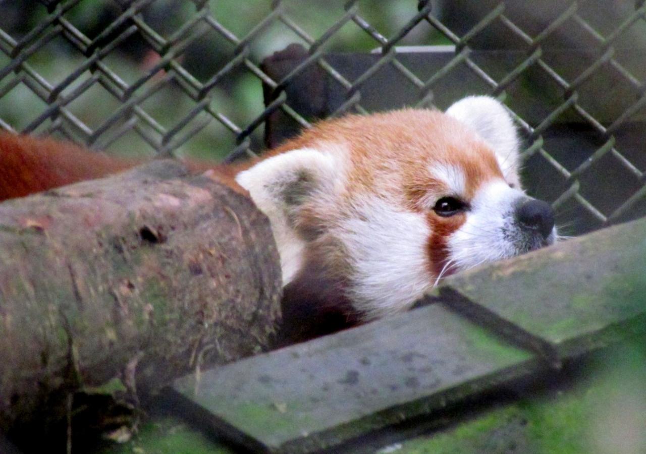 『北米Red Panda紀行 Franklin Park Zoo 危険地区？？の動物園は開園100周年！！ ニシレッサーパンダとキョンが同居 ...