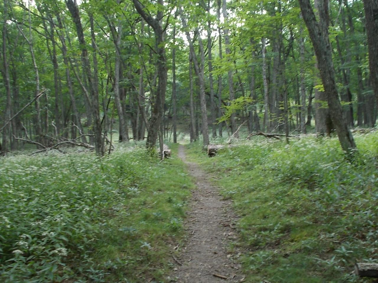 『色づき始めた奥日光小田代ヶ原ハイキング』日光(栃木県)の旅行記・ブログ by アライグマの湯さん【フォートラベル】