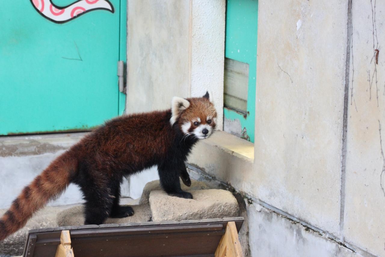 『恒例の秋バラ詣は京成バラ園で＆レッサーパンダの赤ちゃん詣（4）レッサーパンダの赤ちゃんの名前を投票しに市川市動植物園再び～今度は ...