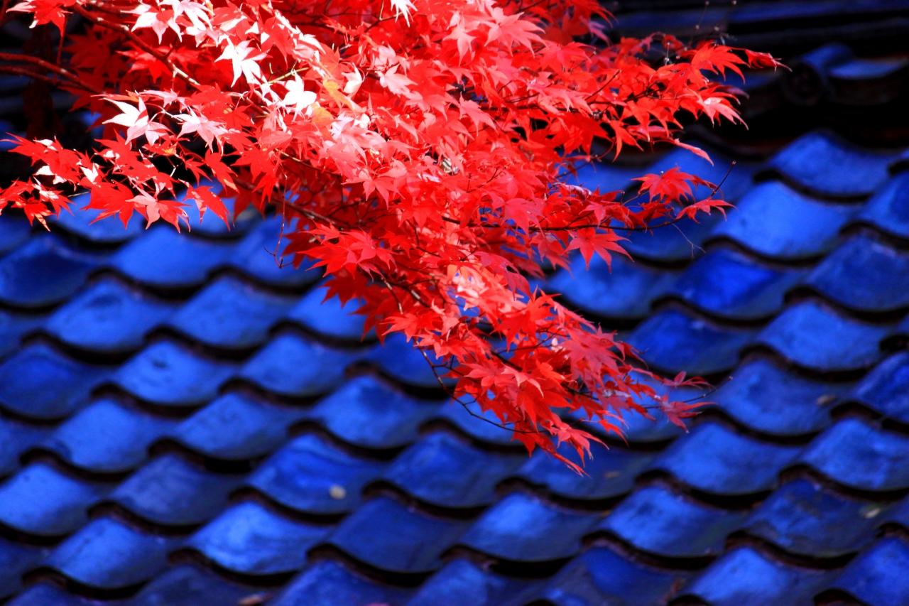 『滋賀安土 隠れ里 石の寺教林坊 散紅葉ライトアップ・深緑の夏・紅葉真っ盛り』近江八幡・安土(滋賀県)の旅行記・ブログ by rupannさん ...