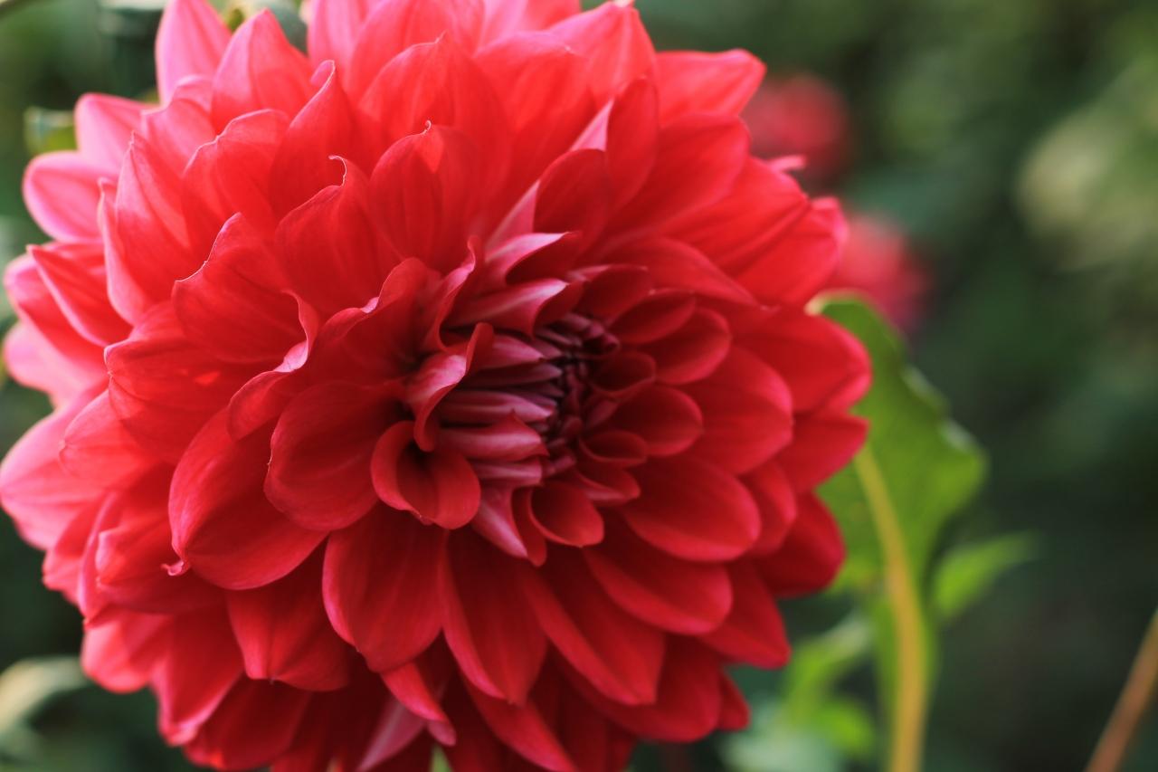 なばなの里イルミネーション 2013☆ ～』桑名・長島(三重県)の旅行記・ブログ by yuzupoさん【フォートラベル】