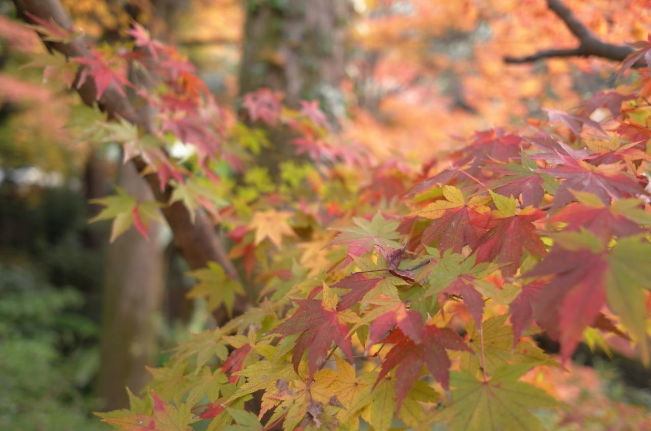 侘び寂びの心」…九年庵で紅葉狩り』吉野ヶ里(佐賀県)の旅行記・ブログ by 0712302hさん【フォートラベル】