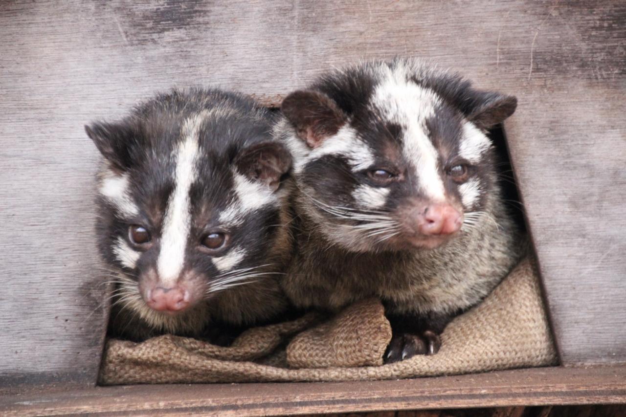 『ジャイアント＆レッサーパンダの上野動物園～恋の季節のアンアンちゃんとキタロウくん』上野・御徒町(東京)の旅行記・ブログ by まみさん ...