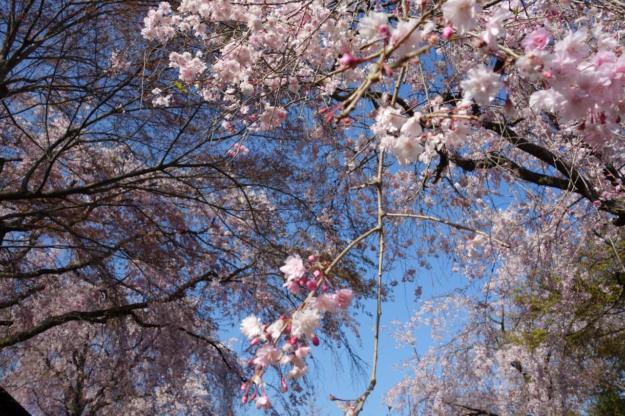 『京都で桜を堪能＜仁和寺と原谷苑＞』京都の旅行記・ブログ by yokoさん【フォートラベル】