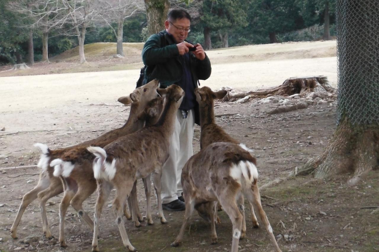 『奈良二月堂・おみずとり～違うおみずを沢山取った私達？！』奈良市(奈良県)の旅行記・ブログ by 夏子の探検さん【フォートラベル】