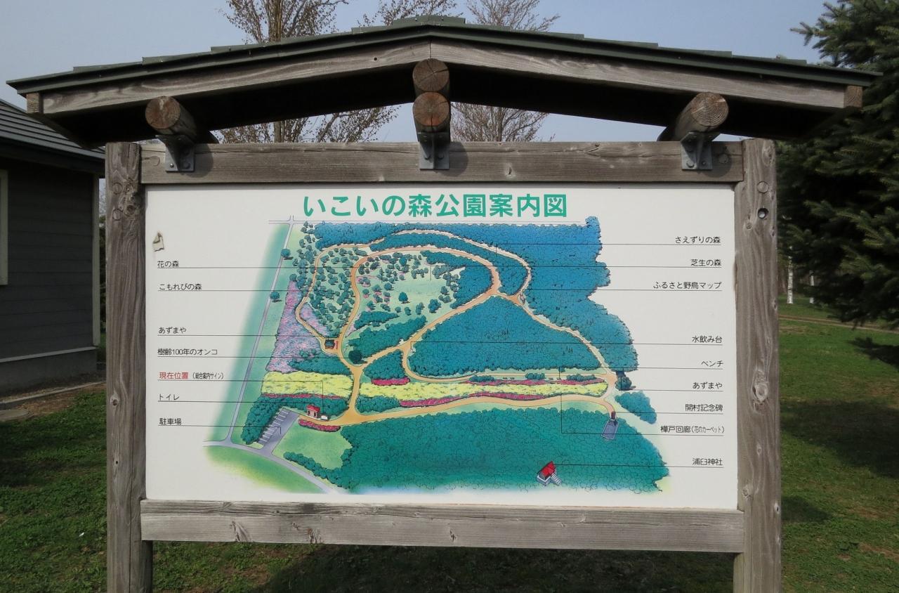 『北海道早春の山野草・・野幌森林公園と浦臼神社をめぐります。』厚別・豊平・真駒内(北海道)の旅行記・ブログ by YAMAJIさん【フォートラベル】