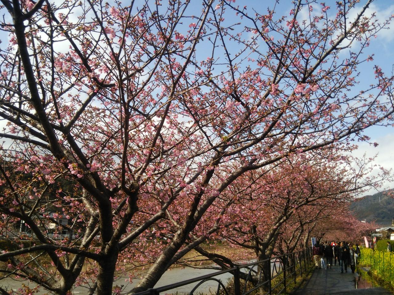 『河津桜♪ひと足先に春を感じに河津へ』河津温泉郷・今井浜(静岡県)の旅行記・ブログ by のんさん【フォートラベル】