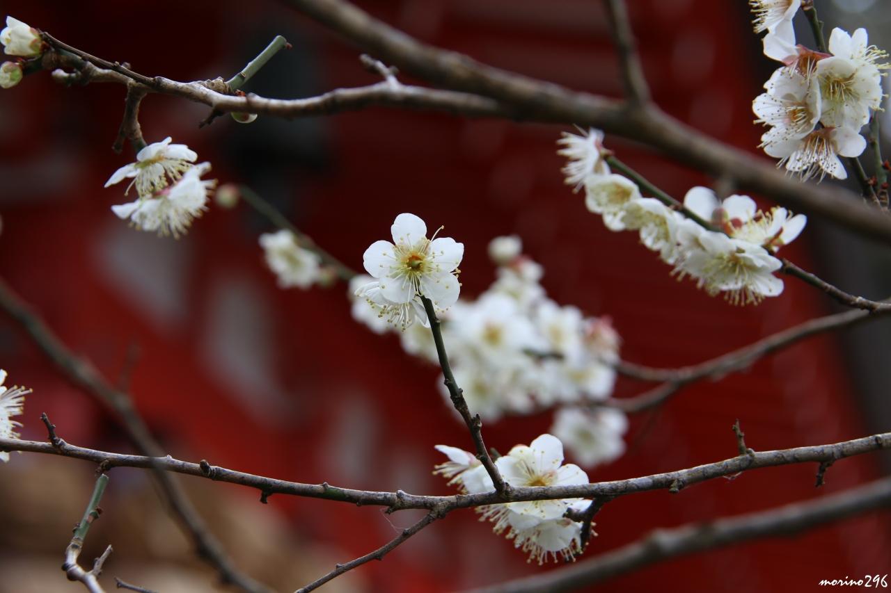 『早咲きの梅が見頃となった鎌倉、桜と節分草も楽しめました♪』鎌倉(神奈川県)の旅行記・ブログ by morino296さん【フォートラベル】