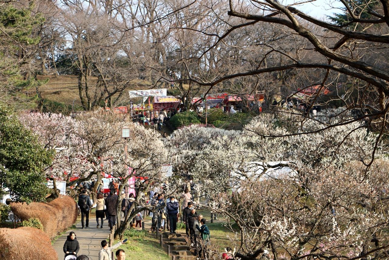 『梅散歩、田浦梅の里から大倉山梅園へ・・・』横須賀(神奈川県)の旅行記・ブログ by Oakatさん【フォートラベル】